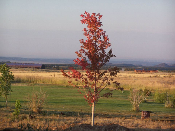 Durango - Animas Valley Arborist